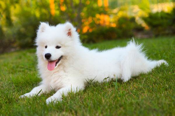 Our Launching of LMS - Kindson The Genius